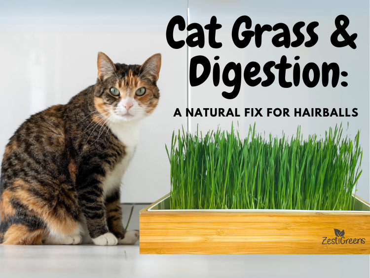 How Cat Grass Improves Your Cat’s Digestion and Reduces Hairballs Natu