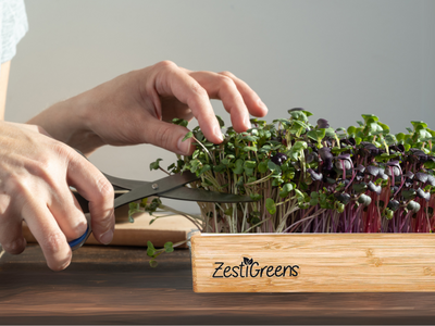 Can You Regrow Microgreens After Cutting?