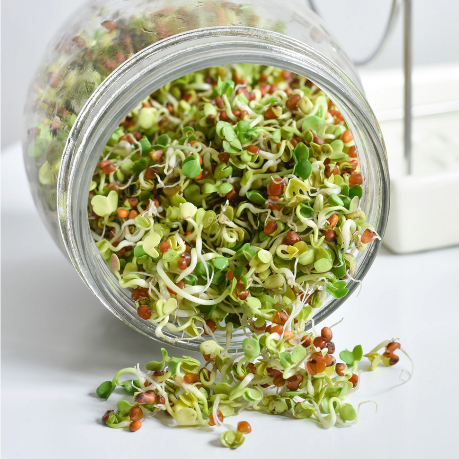 Microgreens vs Sprouts Nutrition | Difference Between Them