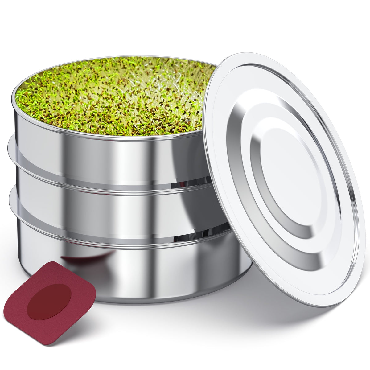 How to Grow Sprouts At Home – ZestiGreens