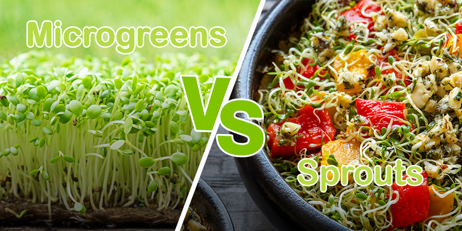 Microgreens vs Sprouts Nutrition | Difference Between Them