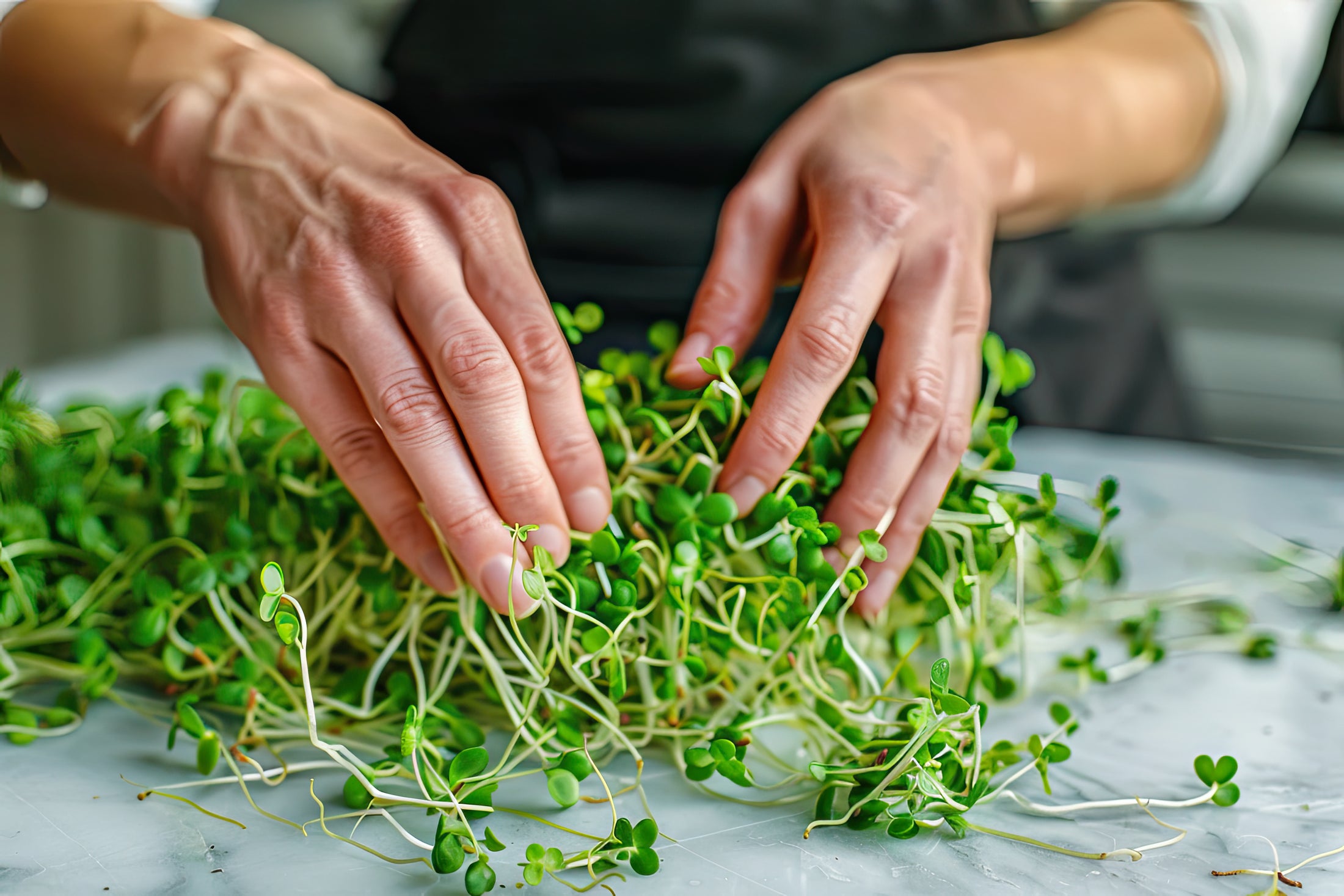 The Growing Guide To Sprouts and Microgreens - Zestigreens