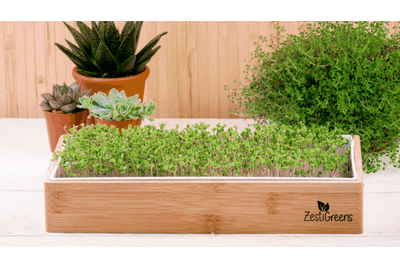 How to Grow Microgreens at Home From Seeds – ZestiGreens