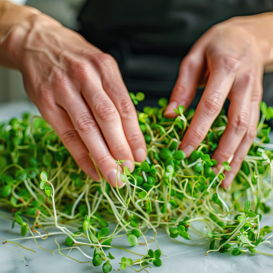 How to Grow Microgreens at Home From Seeds – ZestiGreens